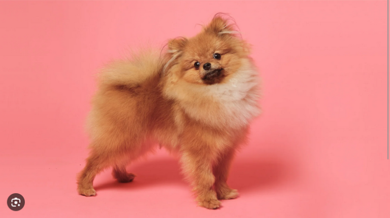 Dog Poop Cleanup Southeast Michigan